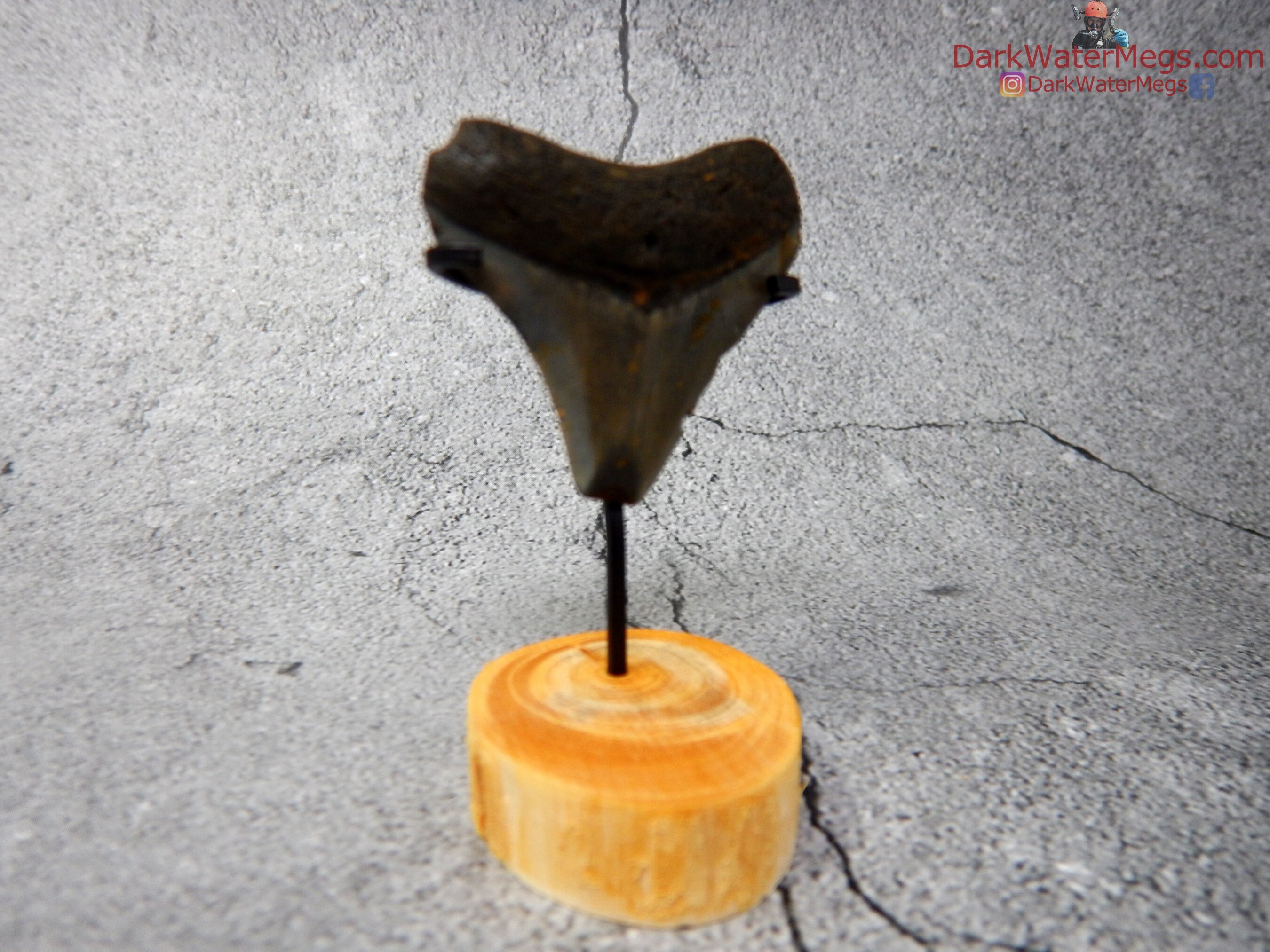 Real Baby Megalodon Shark Tooth Fossil With Included Stand - Etsy