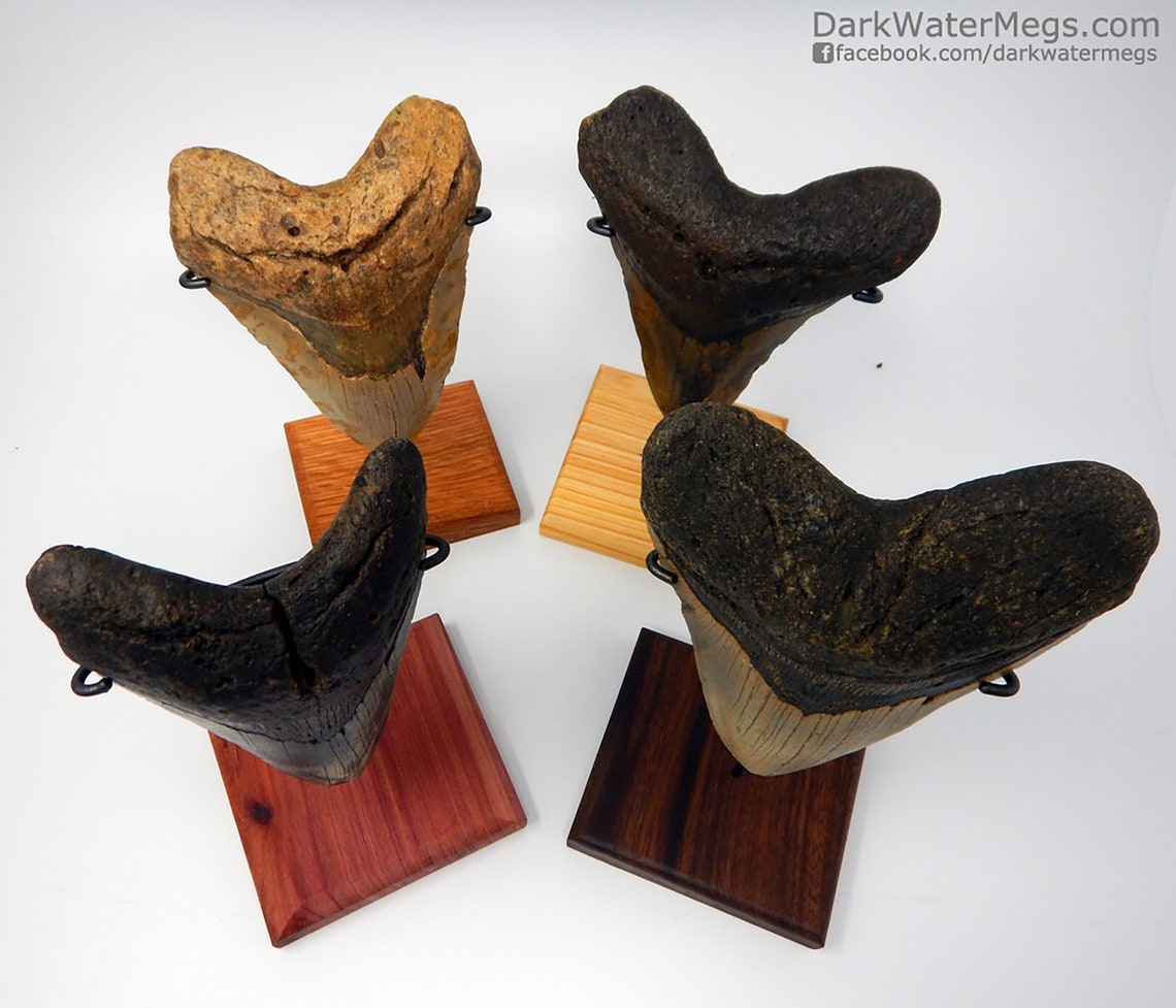 Large Megalodon Shark Tooth Stand Shark Teeth Stand Custom - Etsy