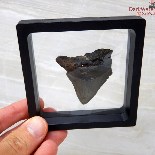 Megalodon Tooth Display Stand - Etsy
