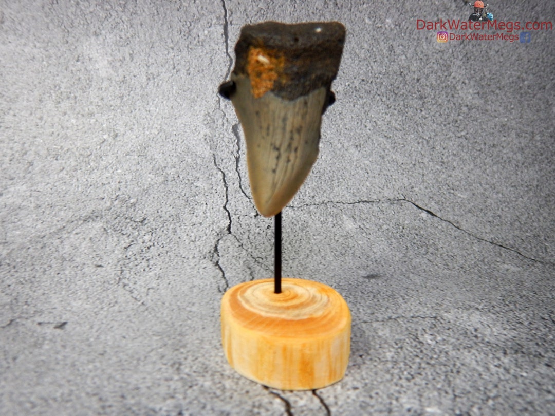 Real Baby Megalodon Shark Tooth Fossil With Included Stand - Diver ...