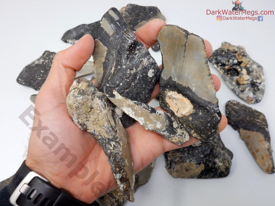 Uncleaned Lot of Megalodon Teeth - Real Megalodon Tooth Hand Full ...