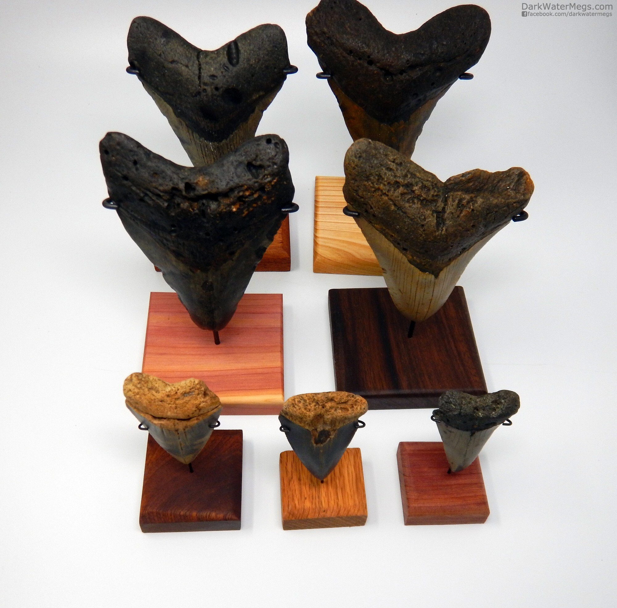 Meg Tooth Stands Custom Metal Bracket on a Wood Base to | Etsy