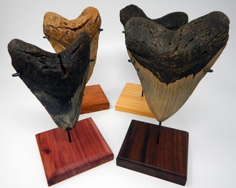 Megalodon Shark Tooth Custom Stand Hand Made to Fit Your Tooth. - Etsy