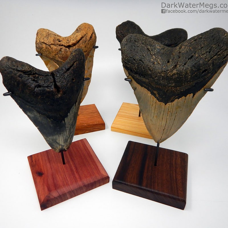 Shark Tooth Display - Etsy