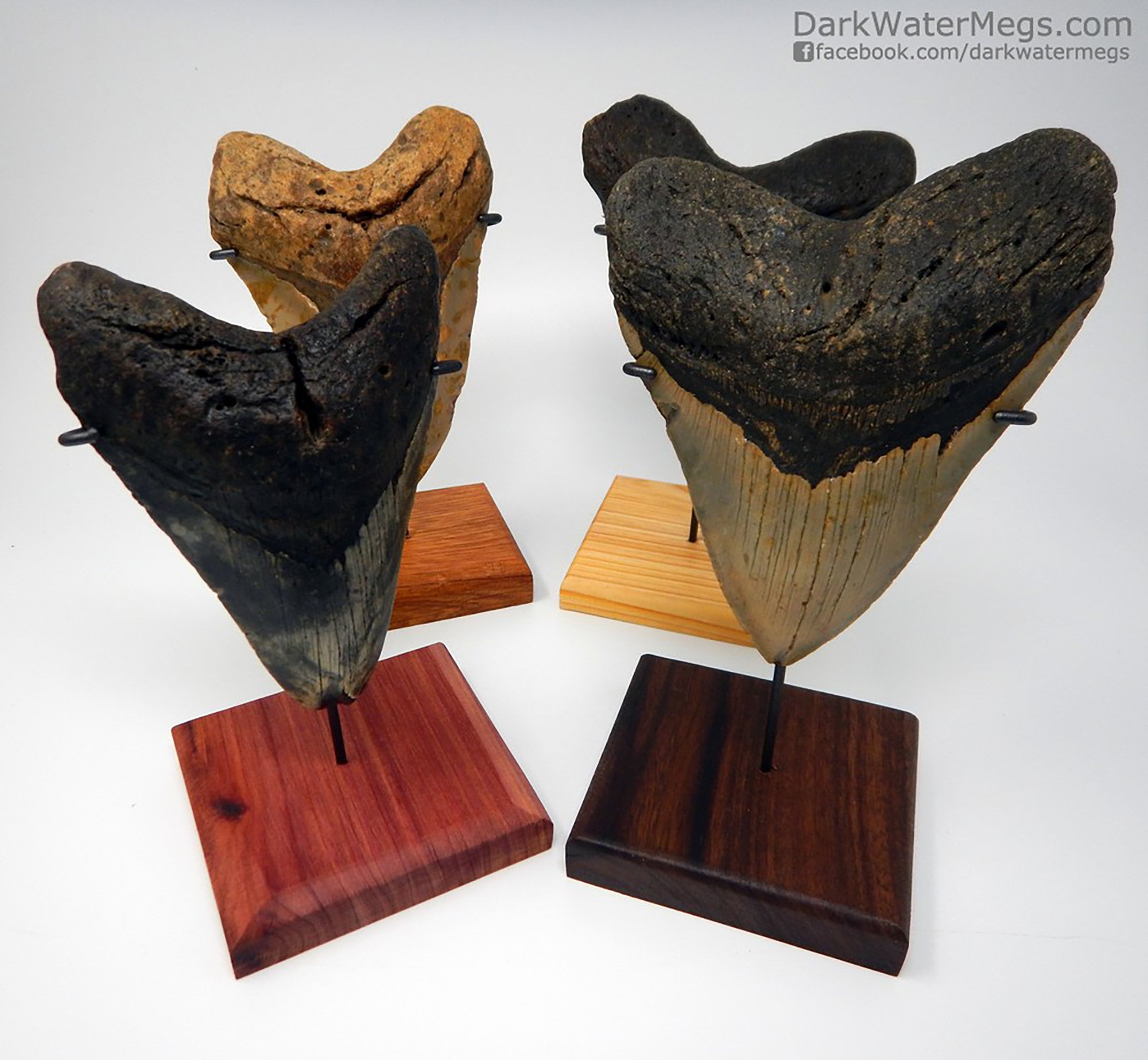 Large Megalodon Shark Tooth Stand Shark Teeth Stand Custom - Etsy
