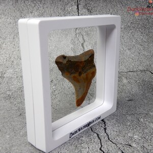 Real Baby Megalodon Shark Tooth Fossil With Included Stand - Diver ...