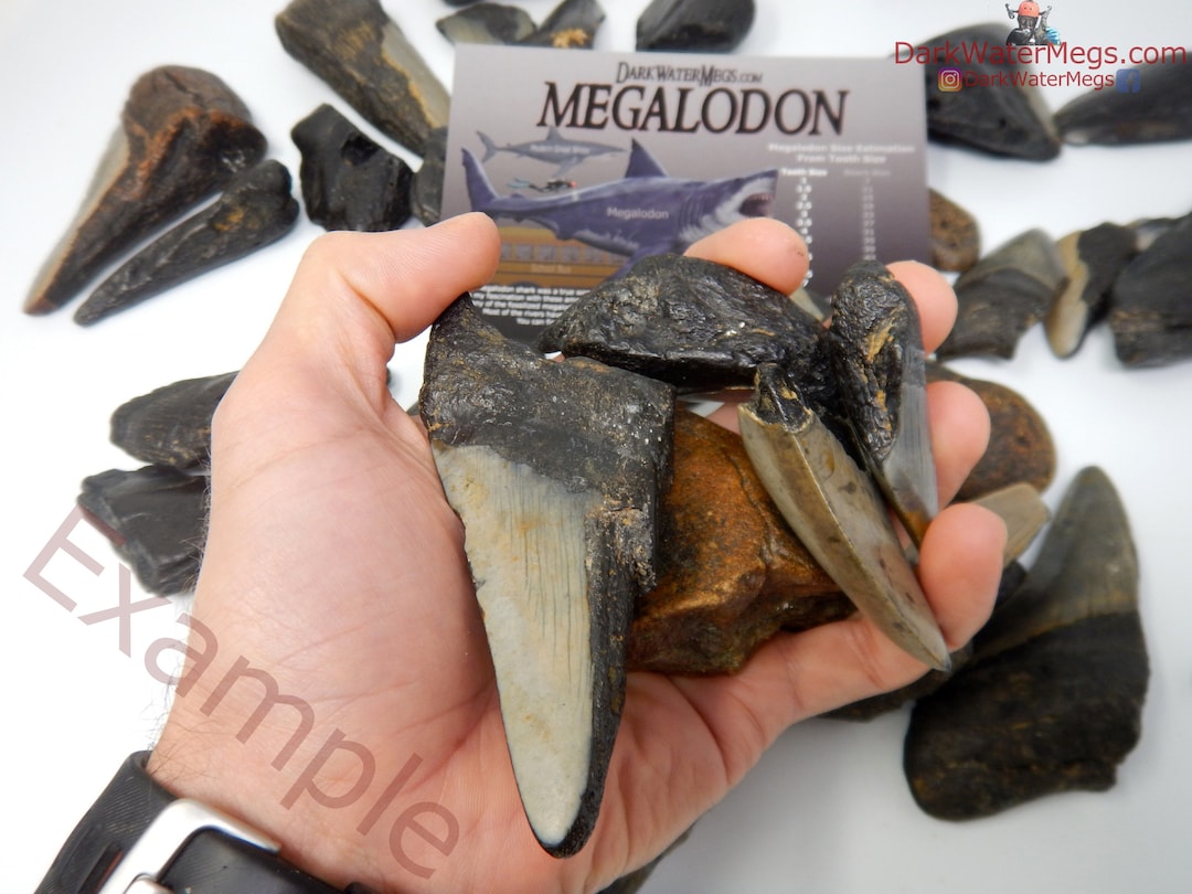 Fist Full of Megalodon Teeth - Authentic Megalodon Tooth Hand Full ...