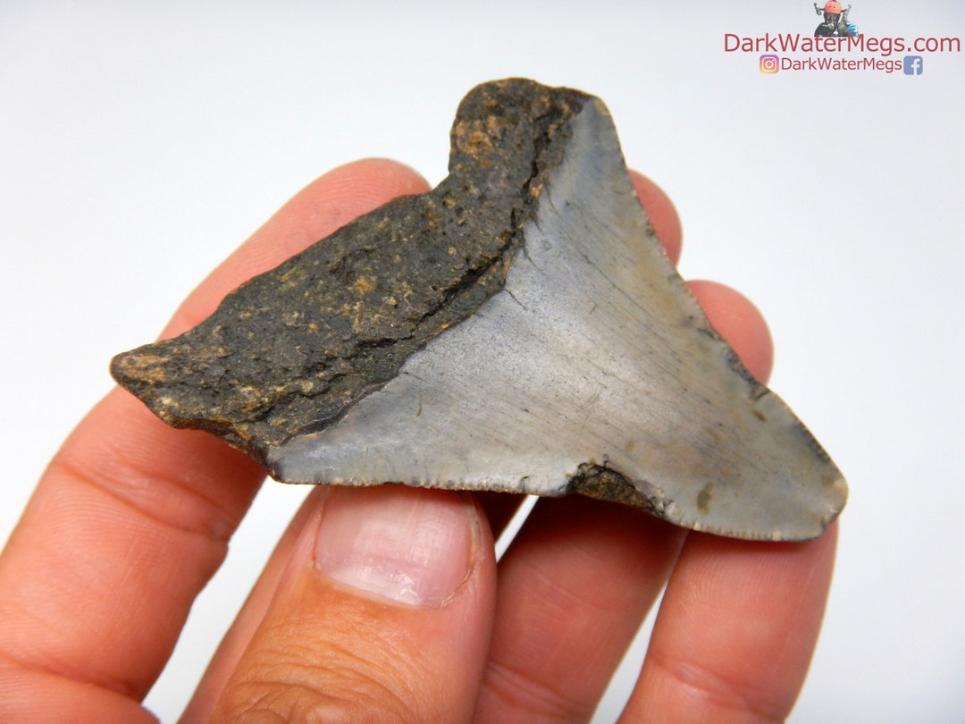 Real Megalodon Shark Tooth Fossil - Diver Direct - Fossilized Meg Tooth ...