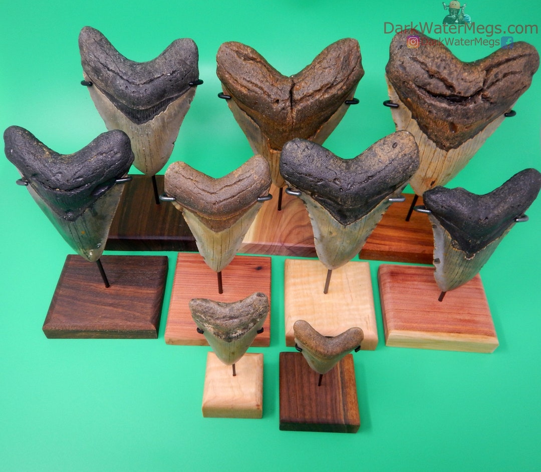 Meg Tooth Stand. Wood and Metal Elegant and Sturdy Mount for Displaying ...