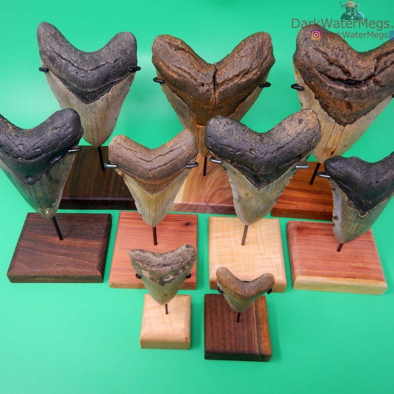 Shark Tooth Display - Etsy