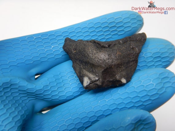 Real Megalodon Shark Tooth Fossil Fossilized Meg Tooth - Etsy