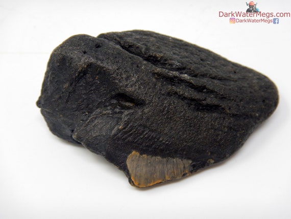 Real Megalodon Shark Tooth Fossil Fossilized Meg Tooth - Etsy