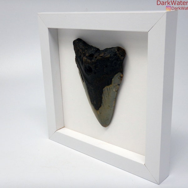 Megalodon Tooth Mount - Etsy