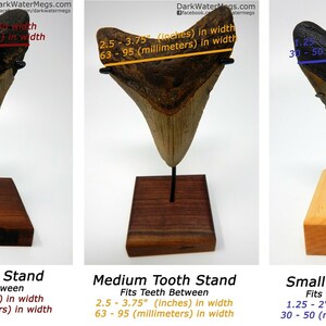 Cutom Sized Megalodon Shark Tooth Stand. Powder Coated Metal | Etsy