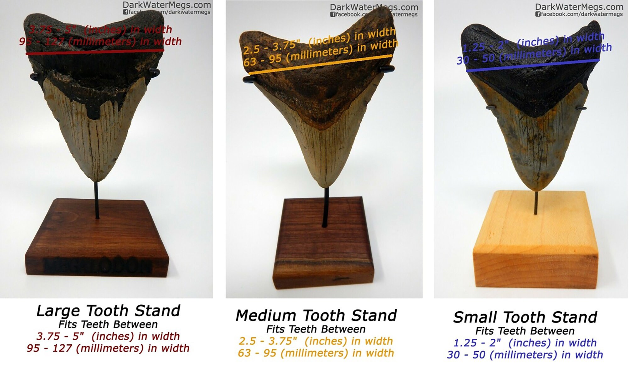 Meg Tooth Stands Custom Metal Bracket on a Wood Base to | Etsy