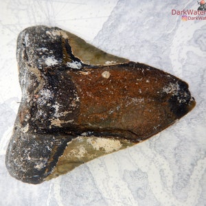 Real Megalodon Shark Tooth Fossil - Diver Direct - Fossilized Meg Tooth ...