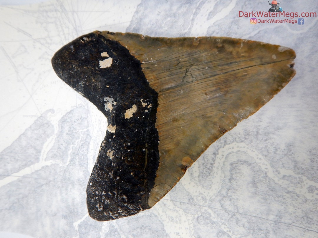 Real Megalodon Shark Tooth Fossil - Diver Direct - Fossilized Meg Tooth ...