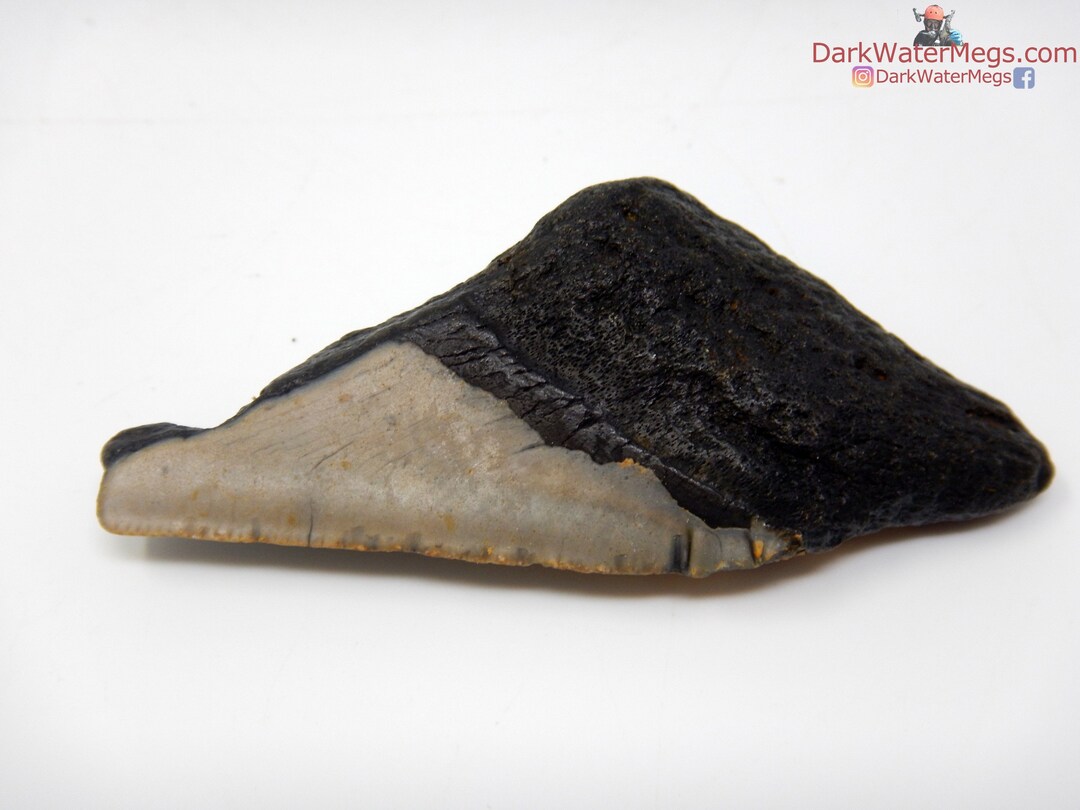Real Megalodon Shark Tooth Fossil - Fossilized Meg Tooth -2.95" Long ...