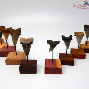 Extra Small Megalodon Shark Tooth Stand - Shark Tooth Stand Custom ...