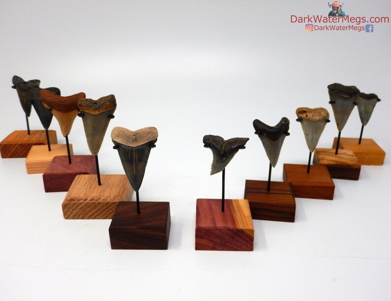 Extra Small Megalodon Shark Tooth Stand - Shark Tooth Stand Custom ...