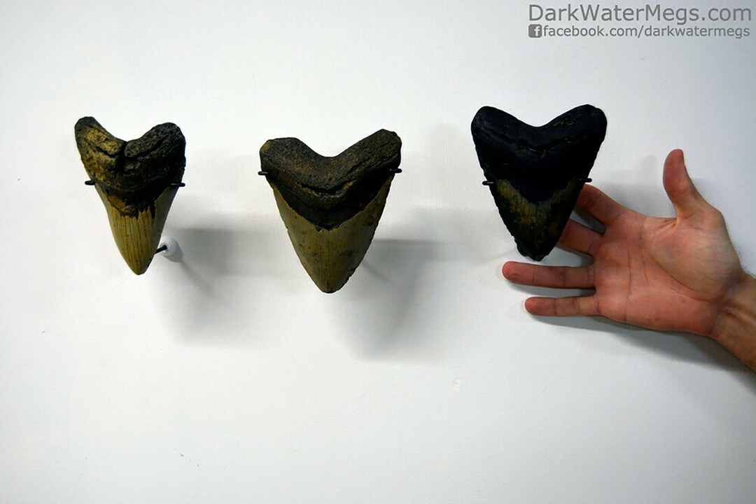 Megalodon Wall Mount Kit - Display Stand for Use on Wall to Show Your ...