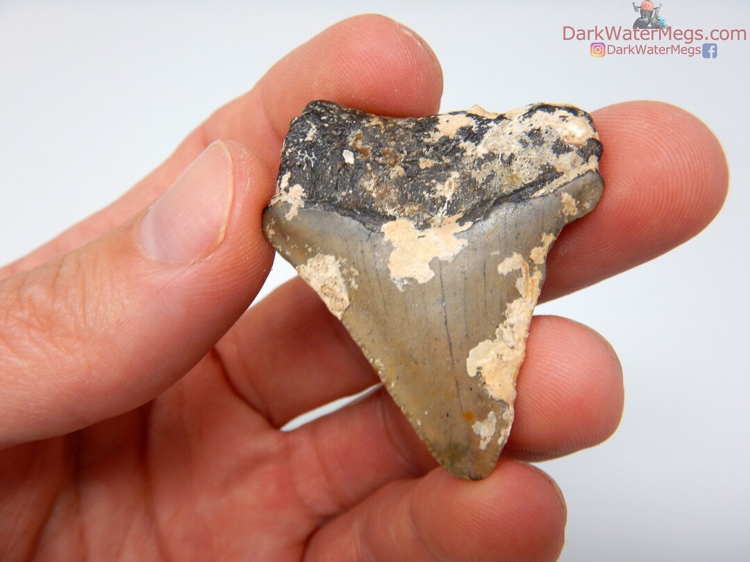 Real Megalodon Shark Tooth Fossil - Diver Direct - Fossilized Meg Tooth ...