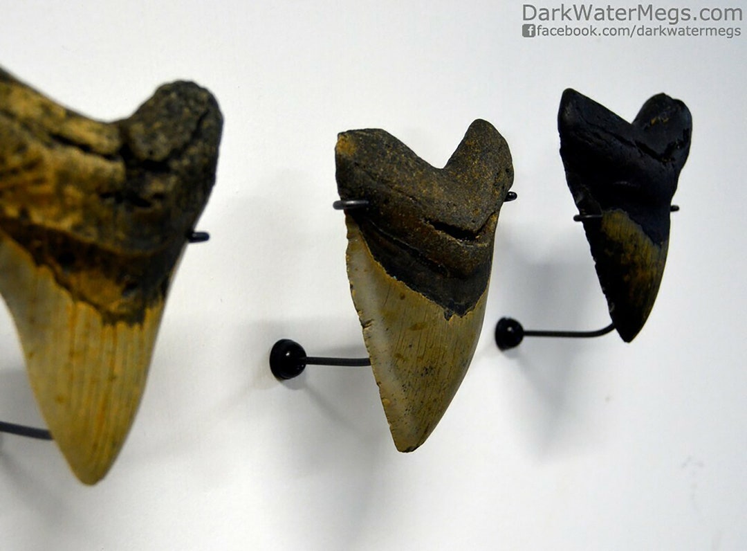Wall Mount Kit for Megalodon Teeth - Display Stand for Use on Wall to ...