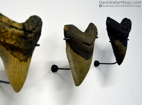 Wall Mount Kit for Megalodon Teeth Display Stand for Use on | Etsy