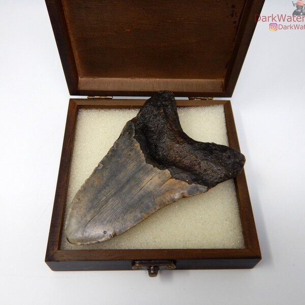 Megalodon Tooth Box - Etsy