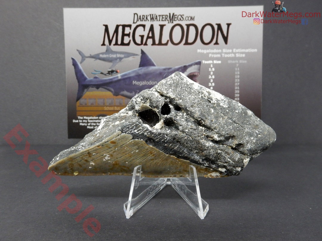 Uncleaned Megalodon Tooth Part, Stand, and Info Card. Authentic Fossil ...