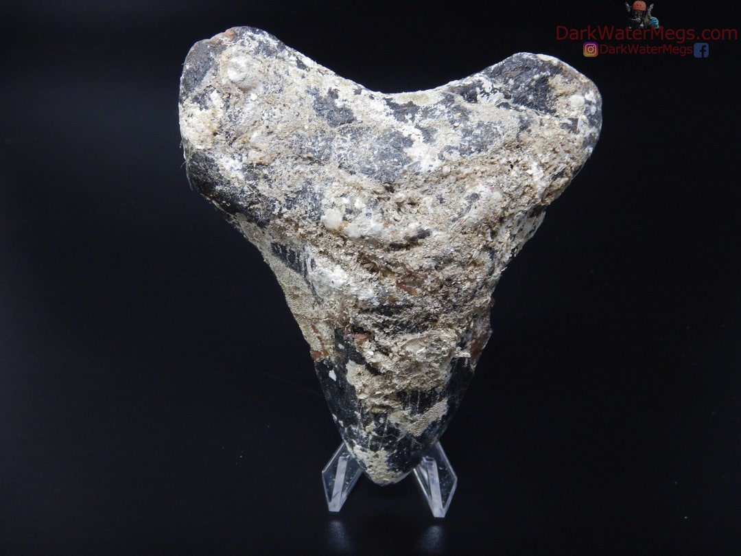 Real Megalodon Shark Tooth Fossil - Diver Direct Authentic Meg - Rare ...