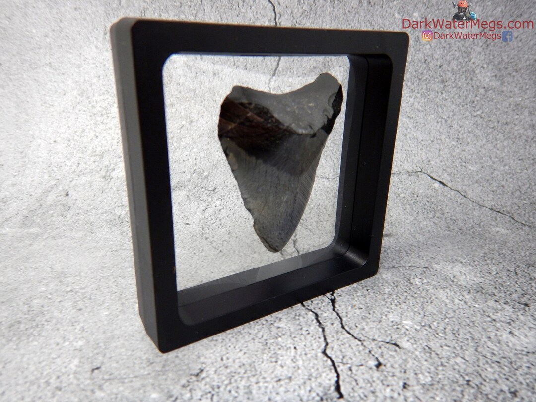 Real Baby Megalodon Shark Tooth Fossil With Included Stand - Diver ...
