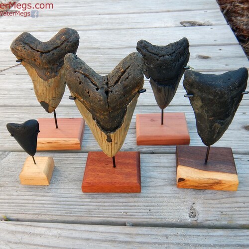 Fossil Megalodon Tooth Stand - Etsy
