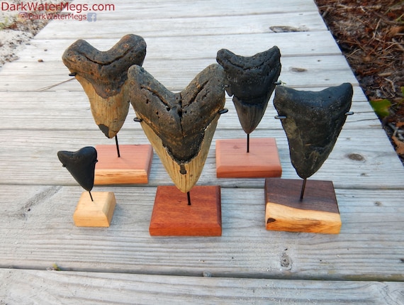 Megalodon Tooth Stand Fossil Tooth Stand High Quality | Etsy