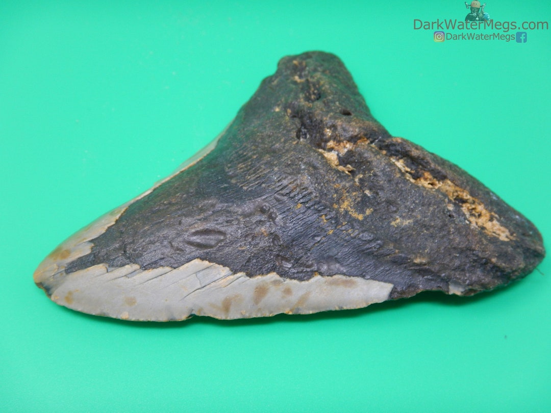 Real Megalodon Shark Tooth Fossil - Diver Direct Authentic Meg - Rare ...