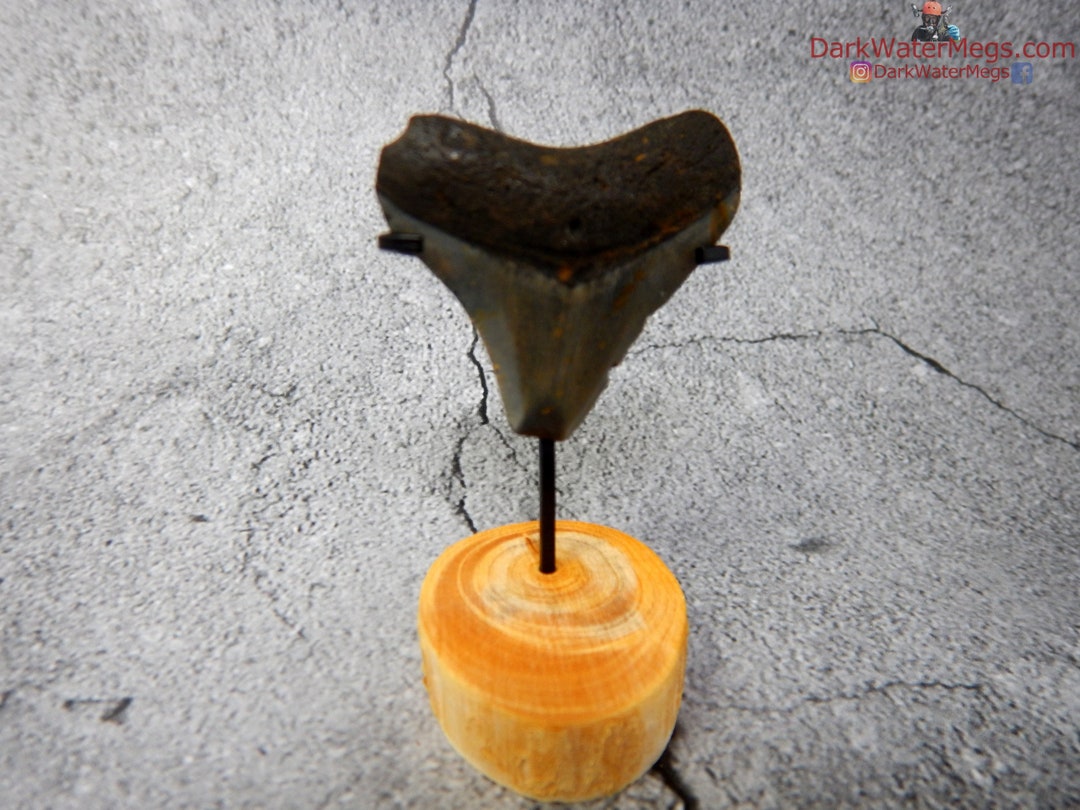 Real Baby Megalodon Shark Tooth Fossil With Included Stand - Diver ...