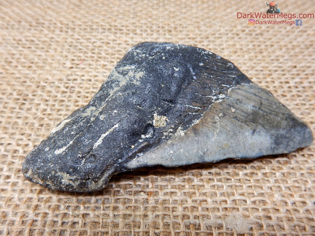 Real Megalodon Shark Tooth Fossil - Fossilized Meg Tooth -3.54" Long ...