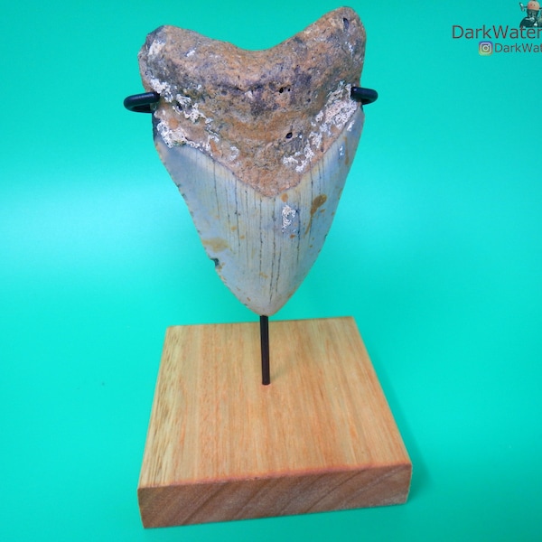 Megalodon Tooth Display Stand - Etsy