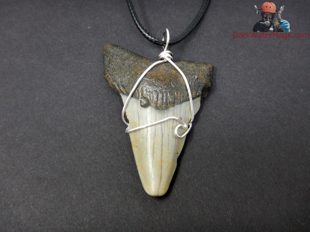 Real Megalodon Shark Tooth Fossil Necklace - Diver Direct - Fossilized ...