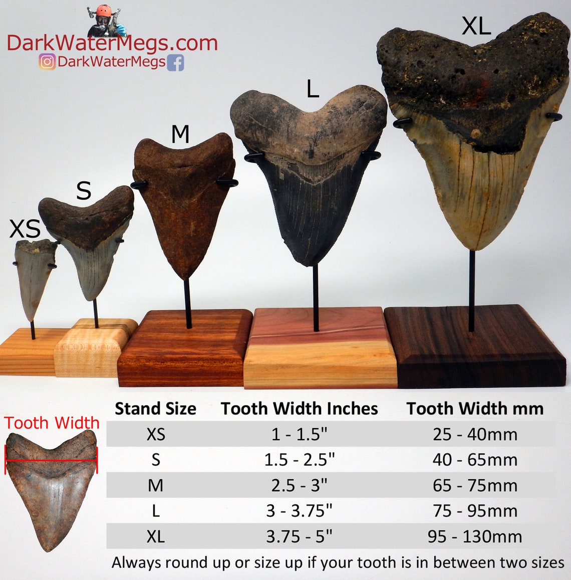 Large Megalodon Shark Tooth Stand Shark Teeth Stand Custom - Etsy