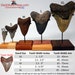 Large Megalodon Shark Tooth Stand Shark Teeth Stand Custom Metal ...
