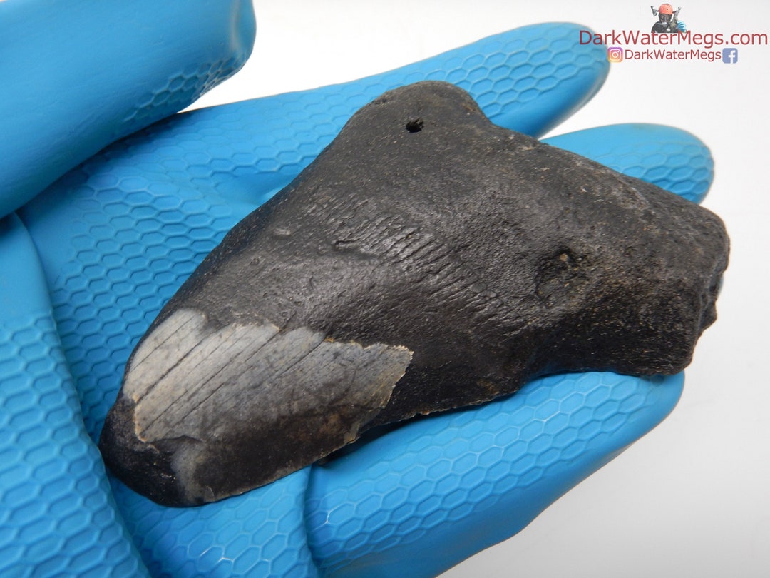 Real Megalodon Shark Tooth Fossil - Fossilized Meg Tooth - 3.96" Long ...