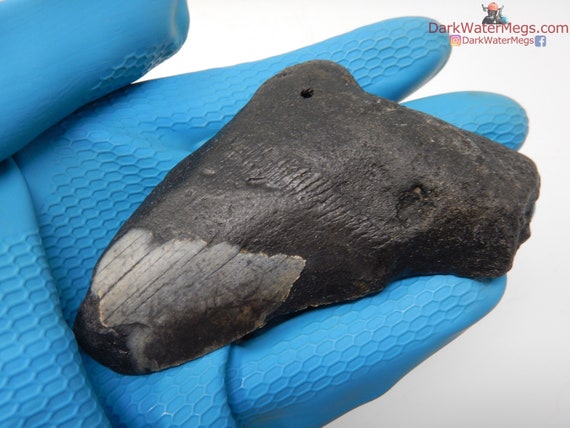 Real Megalodon Shark Tooth Fossil Fossilized Meg Tooth - Etsy