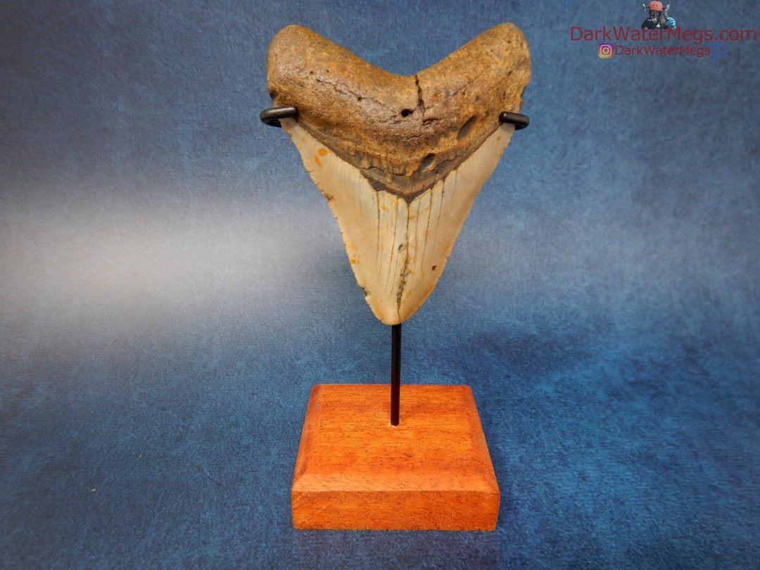 Authentic Megalodon Shark Tooth Fossil With Custom Stand - Diver ...