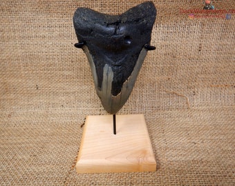 Megalodon Tooth Stand Fossil Tooth Stand High Quality - Etsy