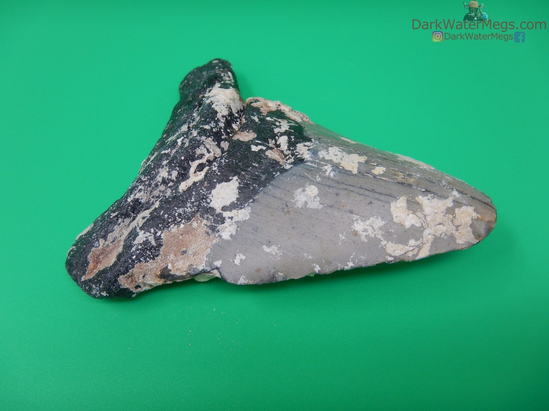 Real Megalodon Shark Tooth Fossil - Diver Direct Authentic Meg - Rare ...