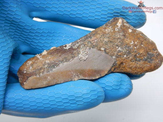 Real Megalodon Shark Tooth Fossil Fossilized Meg Tooth - Etsy