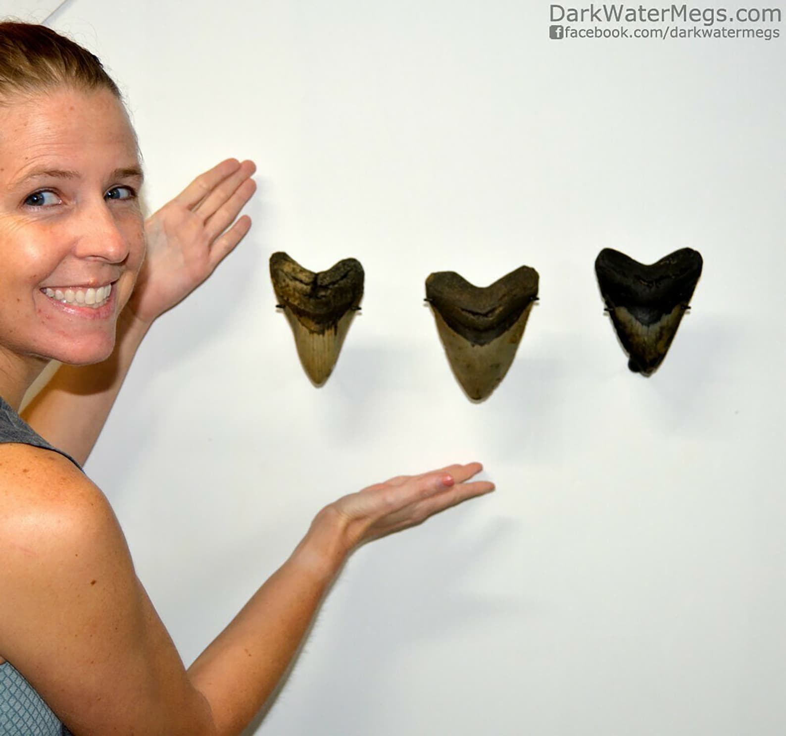 Wall Mount Kit for Megalodon Teeth - Display Stand for Use on Wall to ...
