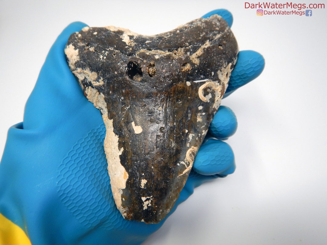 Real Megalodon Shark Tooth Fossil - Diver Direct - Fossilized Meg Tooth ...