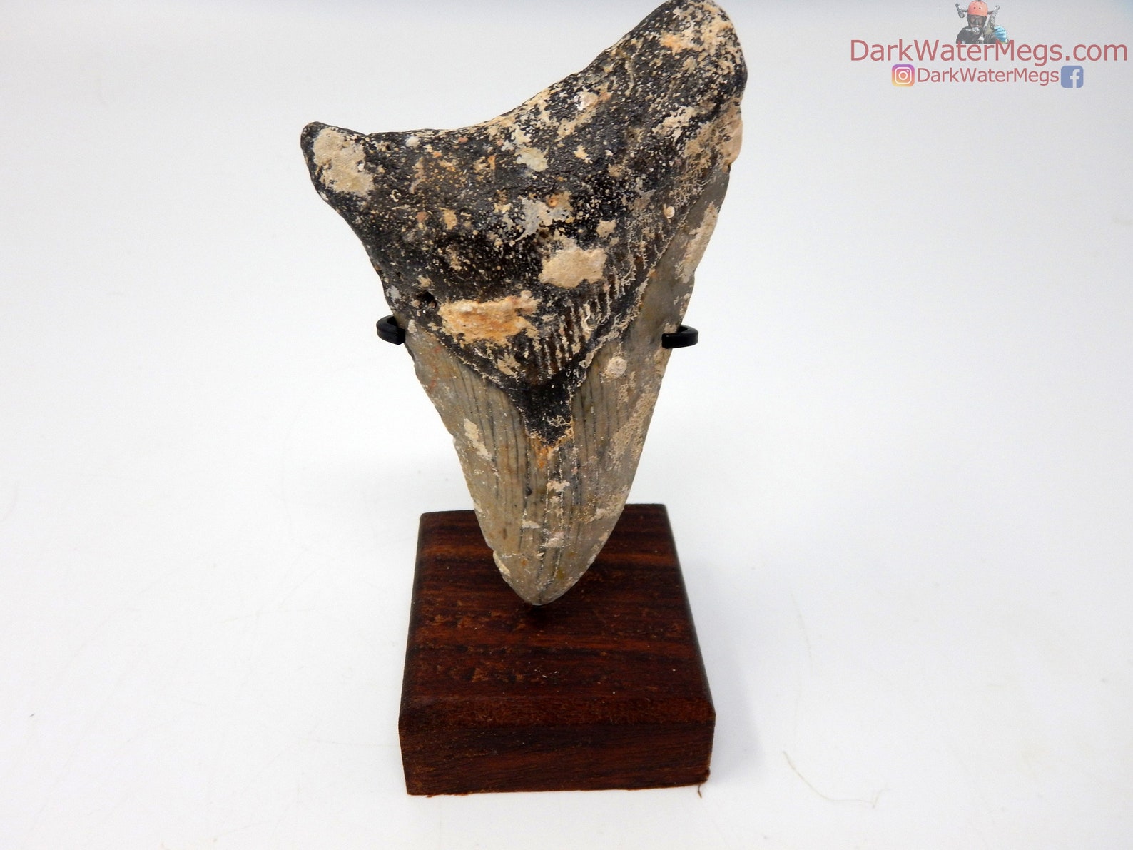 Real Megalodon Shark Tooth Fossil With Stand - Diver Direct ...